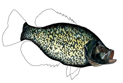 Crappie Drawing At PaintingValley Com Explore Collection Of Crappie Drawing