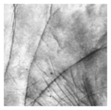 A And B Segmented Palmprint Image Of A Person Iit Database 27