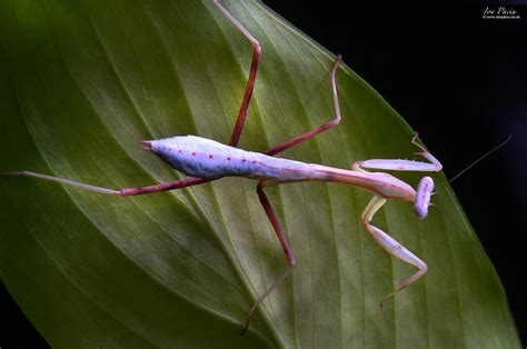 Egyptian Praying Mantis