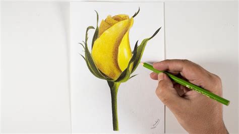 How To Draw A Realistic Rose With Colored Pencils Realistic Rose Colored Pencils Drawings