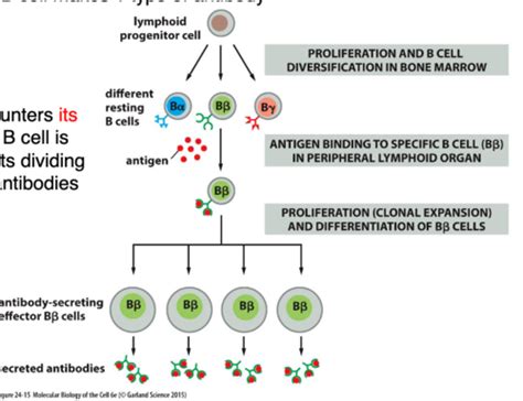 Chapter 15 Adaptive Immunity And Immunization Flashcards Quizlet
