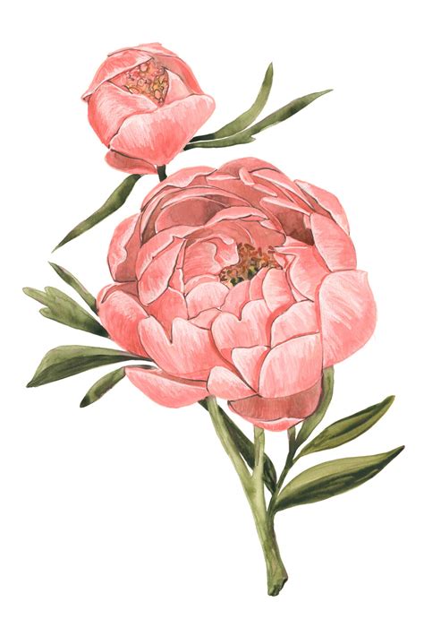 Peony Art