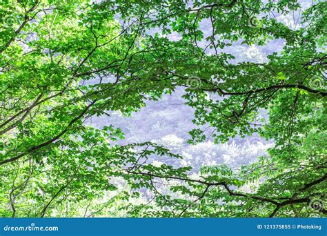 Jungle Tree Background Stock Image Image Of Environment 121375855