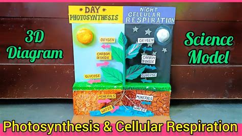 Photosynthesis Model Making Simple And Easy Diy Science Project For Exhibiti