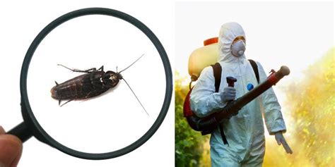 Orkin Pest Control Prices With Treatment Plan Options