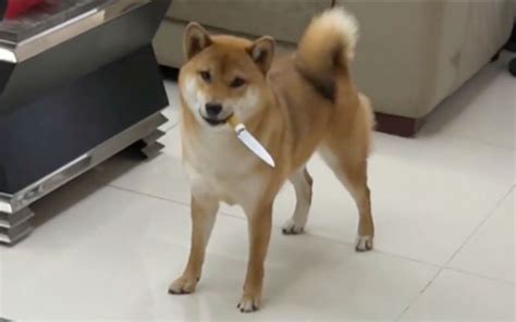 动物迷惑行为大赏 樱桃小予予 樱桃小予予 哔哩哔哩视频