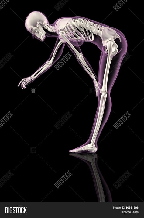 Female Skeleton Image And Photo Free Trial Bigstock