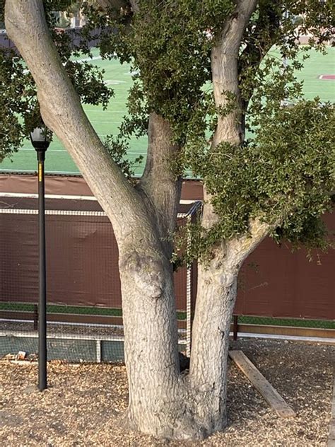 symmetric tree x trees