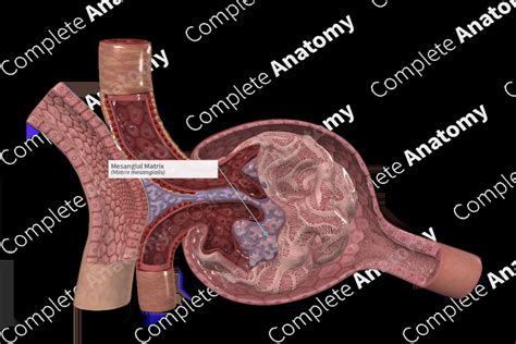 Mesangial Matrix Complete Anatomy