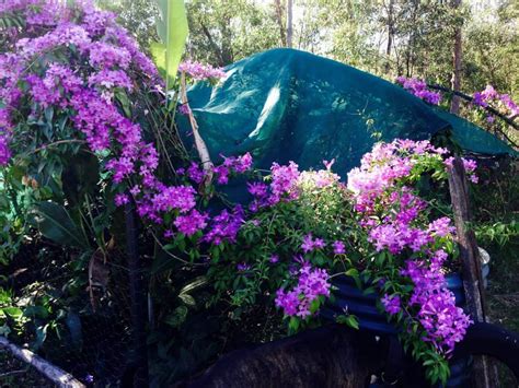 How To Grow The Garlic Vine Mansoa Alliacea Outdoor Happens