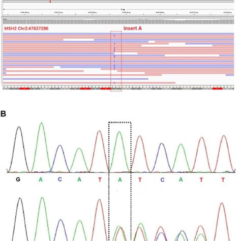 Identification Of This Truncation Mutation C420dup In Msh2 A