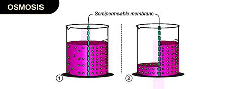 Osmosis Definition Types Effects And Osmotic Pressure Testbook
