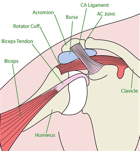Shoulder Arthroscopy Procedure Anatomy Recovery Time And Rehab Protocol