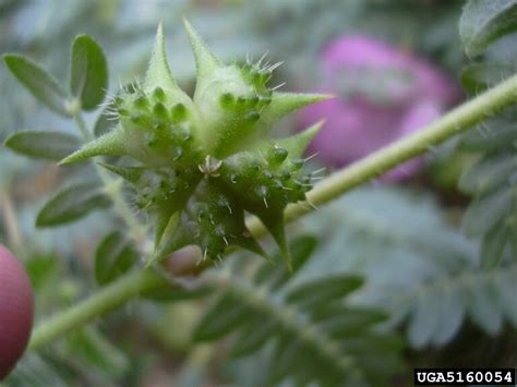 Plant Identification — Goathead Warriors