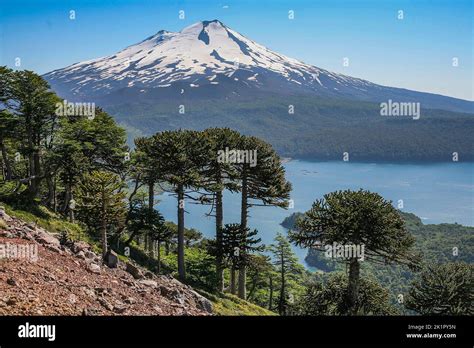 Chile Conguillio National Park Vulcano Llaima Is To Be Seen
