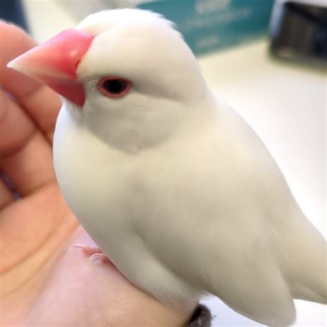 【python】guiライブラリの比較【tkinter Pyqt Kivy】 やっさんハック