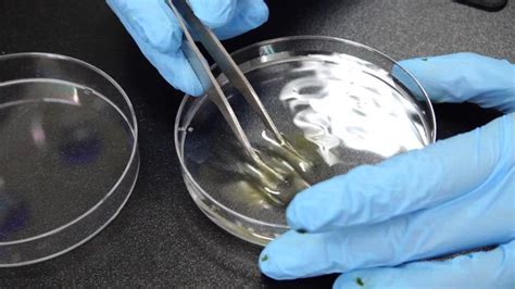 노란 장갑을 낀 손이 핀셋으로 벌을 잡고 가까이에서 관찰하는 모습 드롭샷 스톡 영상 무료 다운로드