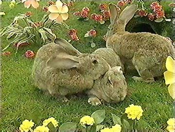Rabbits Teletubbies Wiki Fandom