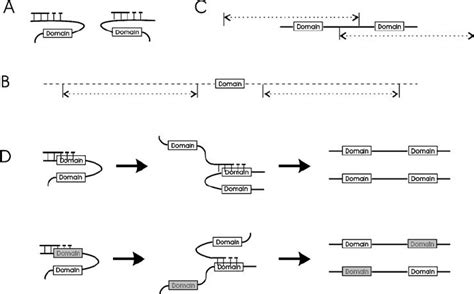 Molecular Self Replication Based On Intramolecular Catalysis A Download Scientific
