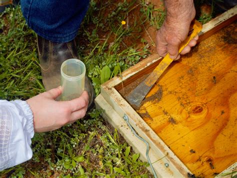 Monitoring Hive Health Updated Dec 2023 Victoria Drought Resilience Adoption And