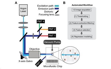 A General Schematic Of The Parallel Microfluidic Cytometer Used In Download Scientific