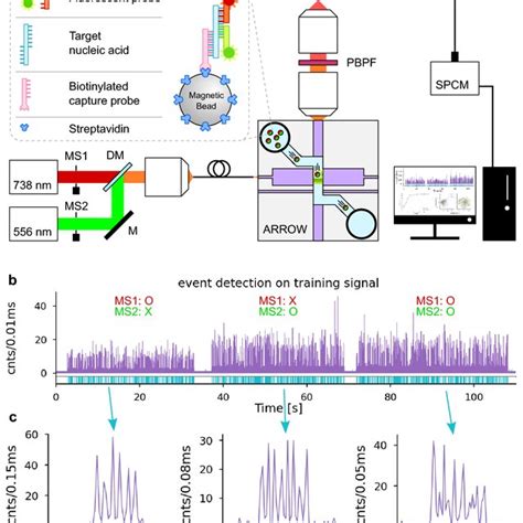 experimental setup and dataset preparation a fluorescence signals