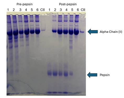 Native Collagen Detection By Type Ii Collagen Elisa Chondrex Inc