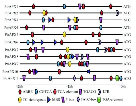 Cis Acting Regulatory Elements Of Ptrapx Genes Involved In Response To