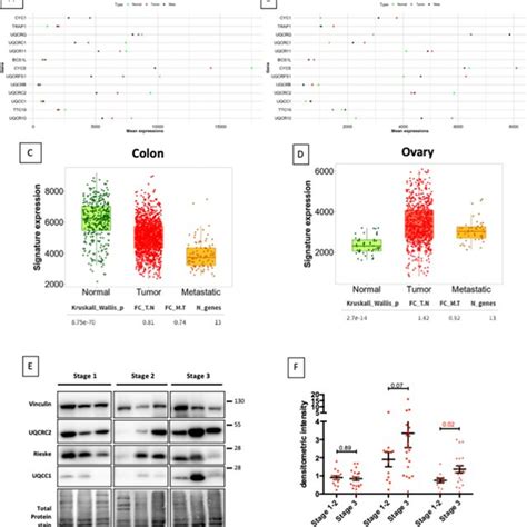 Complex Iii Components Are Highly Expressed In Hgsocs A B Overview Of