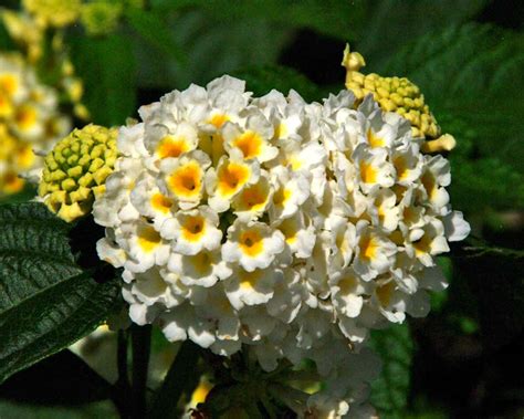 Lantana Camara Cultivars Gardensonline