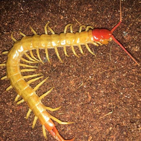 Chinese Red Head Centipede Scolopendra Mutilans Var White For Sale My Home Nature