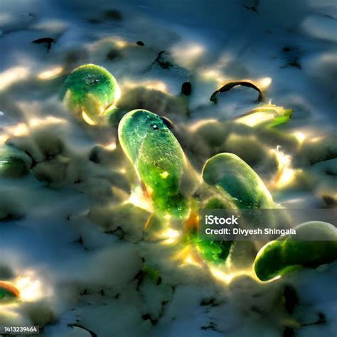 박테리아의 과학적 이미지 시트로 박터 그람 음성 박테리아 일러스트레이션 인간의 장에서 발견 요로 감염 유아 수막염 및 패혈증을 일으킬 수 있습니다 분변대장군균에 대한 스톡