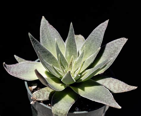 Crassula Alba Var Pervisepala