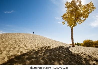 Man Tree Desert Stock Photo Shutterstock