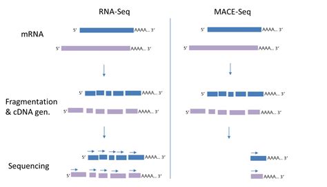 Rna Seq Dissecting Immune Circuits By Linking Crispr Pooled Screens