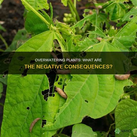 Overwatering Plants What Are The Negative Consequences Shuncy