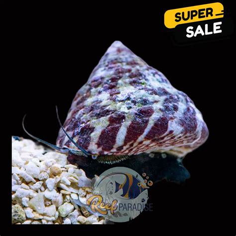 Banded Trochus Snail Medium Reef Paradise
