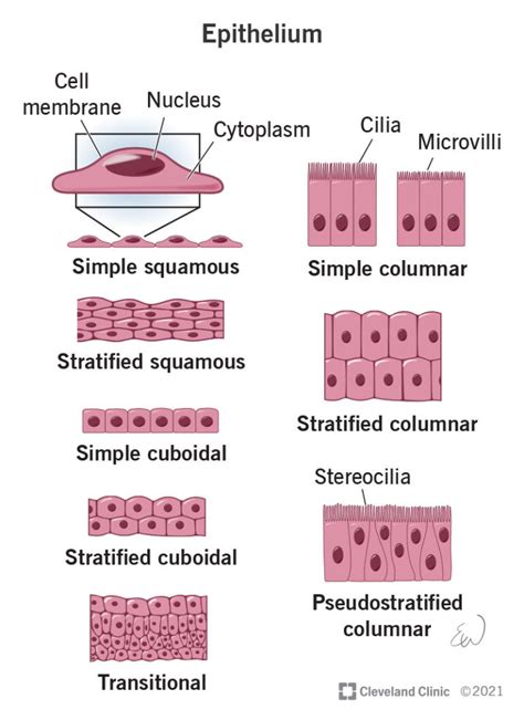 Ectoderm Biology Simple