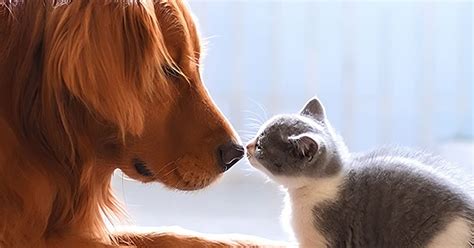 “Гэрийн тэжээвэр амьтны тухай хуультай Монгол Улс” сэдэвт уралдаанд оролцоорой