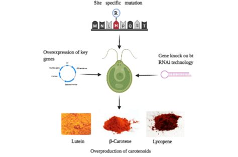 Genetic Manipulation In Microalgae Download Scientific Diagram