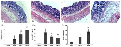 Histology Epithelial Permeability And Serum Crp In Colitis Rats Download Scientific Diagram