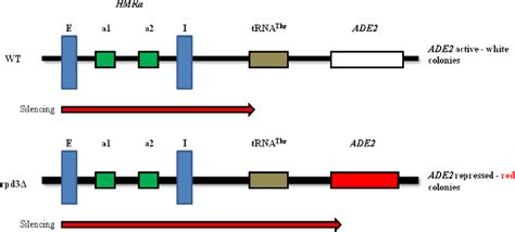 Figure 11 From Regulation Of Gene Expression By Chromatin Boundary