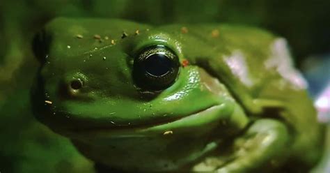 Green Tree Frog Chillin Album On Imgur