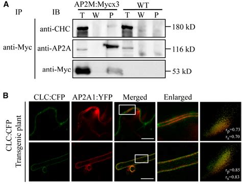 Figure 2 From Adaptor Protein Complex 2 Mediated Endocytosis Is Crucial For Male Reproductive