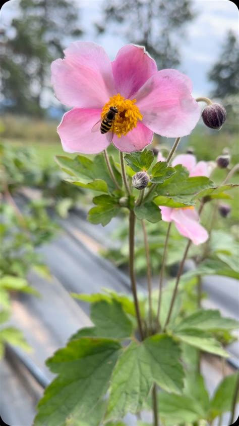 17 Pink Perennials That Will Never Leave Your Garden Once Planted