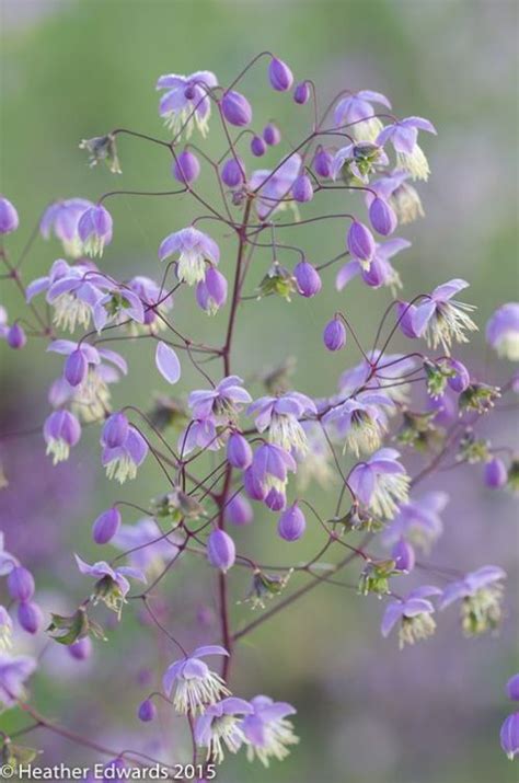 Thalictrum Heather Edwards Flower Photography Tumbex