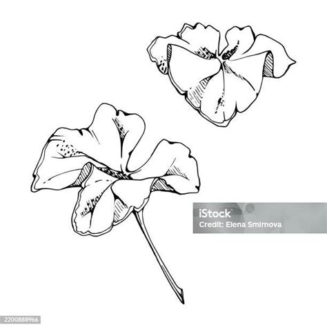 식물 꽃 수풀 나무 단풍 손으로 그린 벡터 잉크 클라우드베리 연금술사 숙녀 맨틀 제라늄 벽지 고립된 식물 삽화 결혼식 플로리스트 스크랩북 데쿠파주 화장품 0명에 대한 스톡