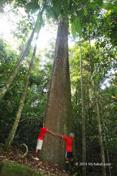 The Most Interesting Trees Of Borneo MySabah Com