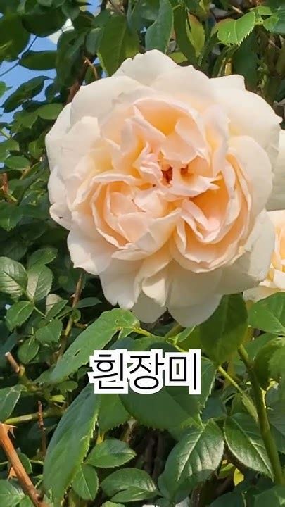 흰장미 Youtube