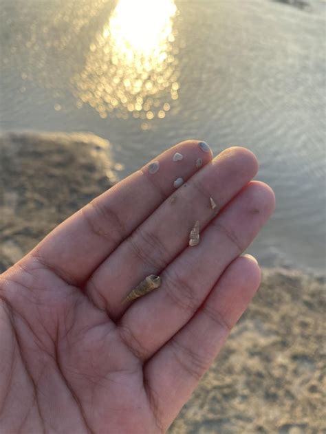 Tiny Shells I Found 🥹 Rtinythings